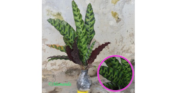 jual Tanaman Calathea Lancifolia - HP: 085608566034 jual Tanaman Calathea Lancifolia - HP: 085608566034